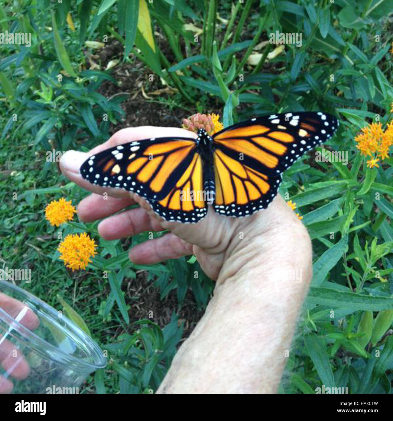 usfwsmidwest 20771526651 Monarch Butterfly in Iowa Stock Photo - Alamy