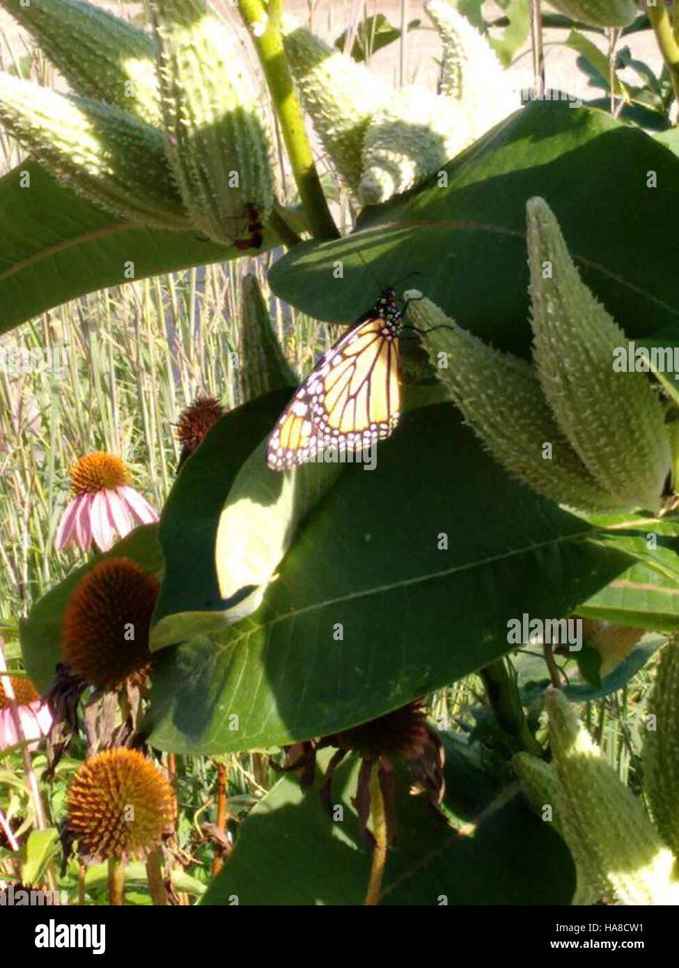 The Monarch Butterfly, a species known for its incredible migratory ...