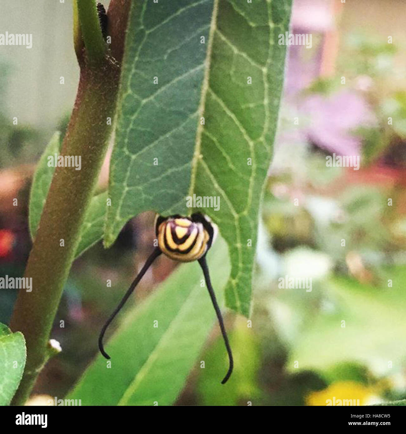 This image captures a monarch caterpillar in a national park ...