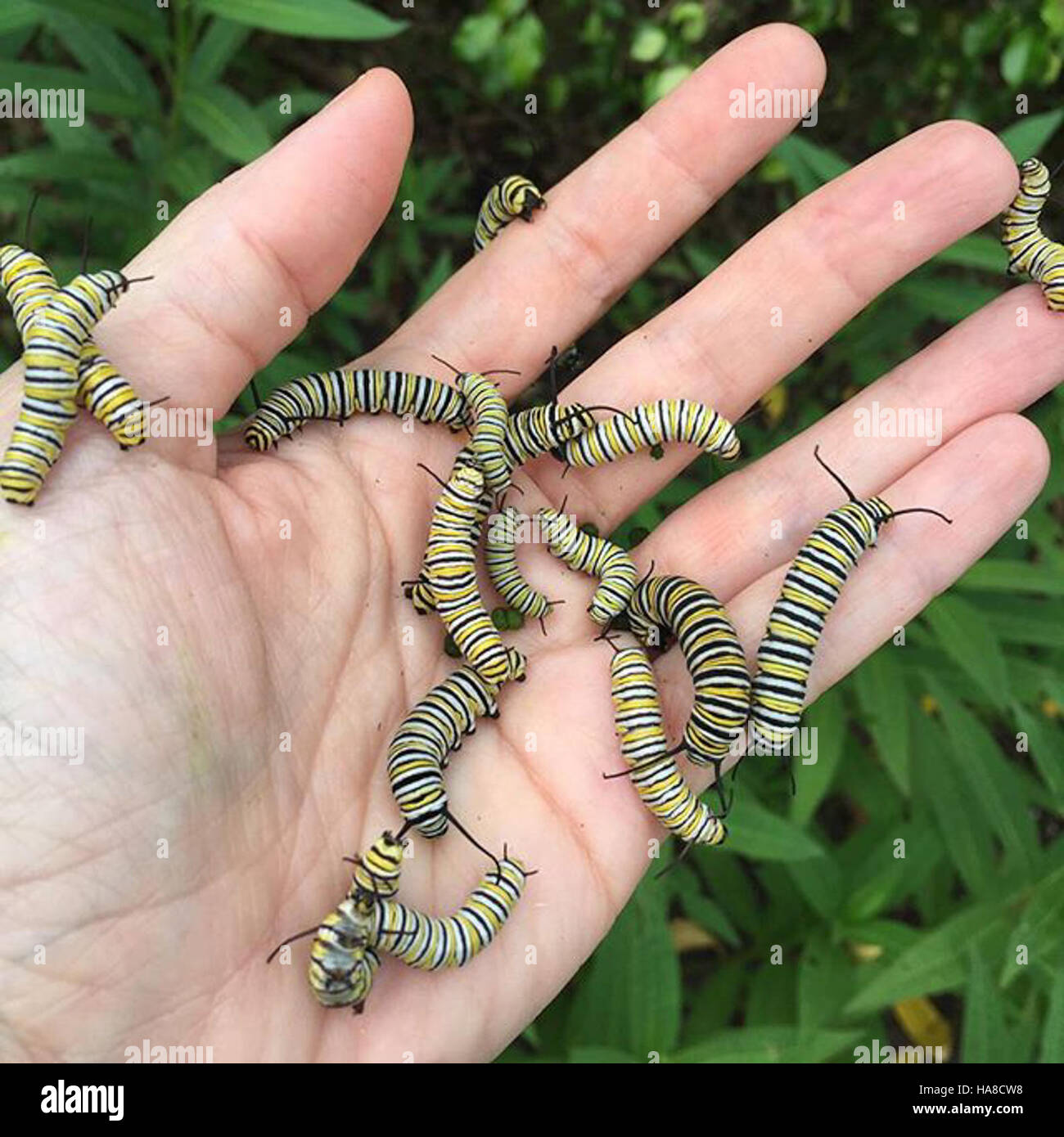 Monarch caterpillars are seen in a Florida National Park, highlighting ...