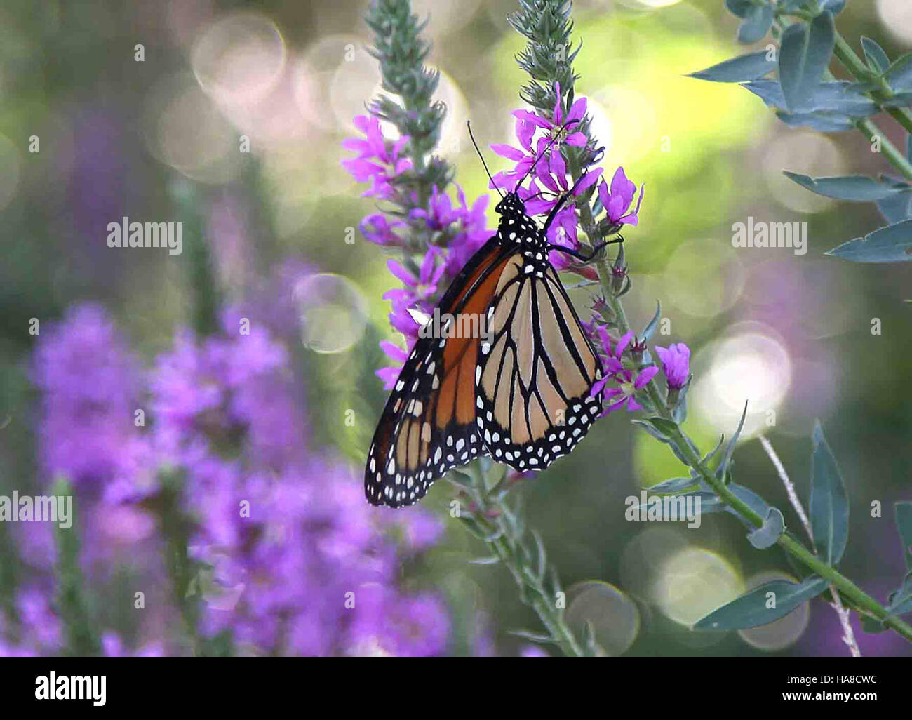 The Monarch Butterfly, captured in Washington National Park, is a ...