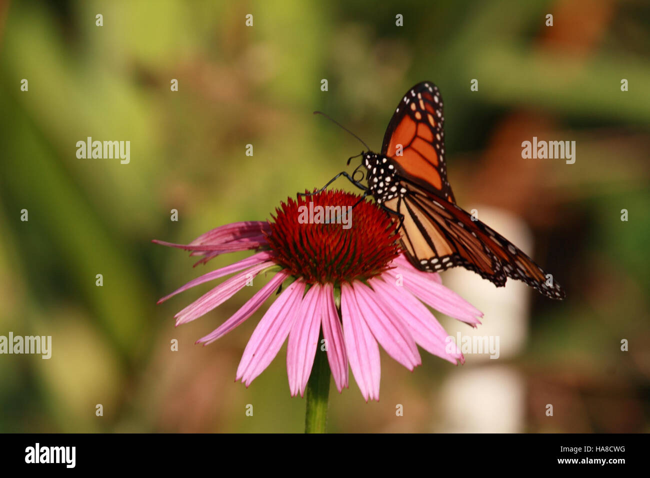 A Monarch butterfly captured in Alabama's National Park, showcasing the ...