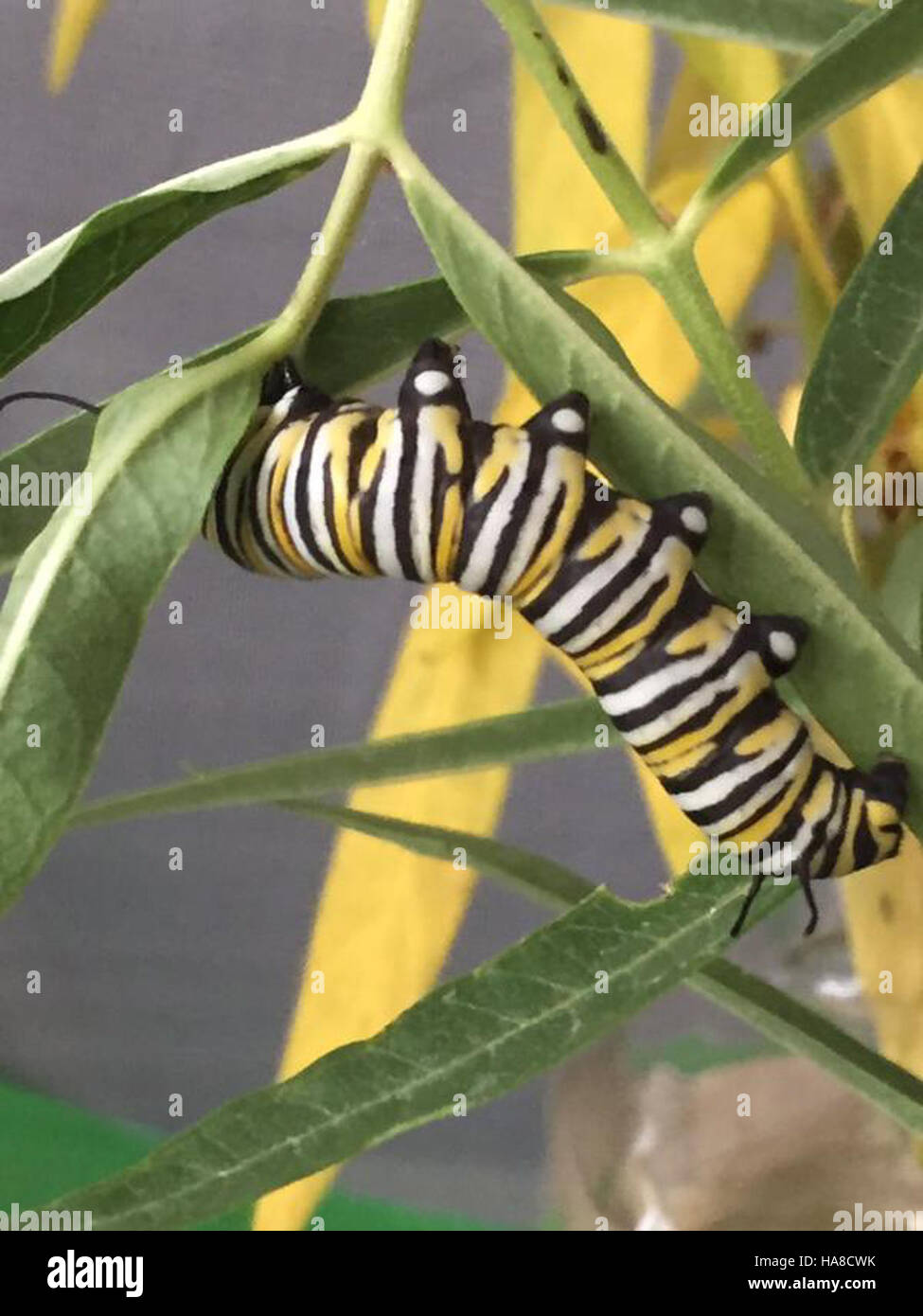 A monarch caterpillar spotted in Iowa's national park, illustrating the ...