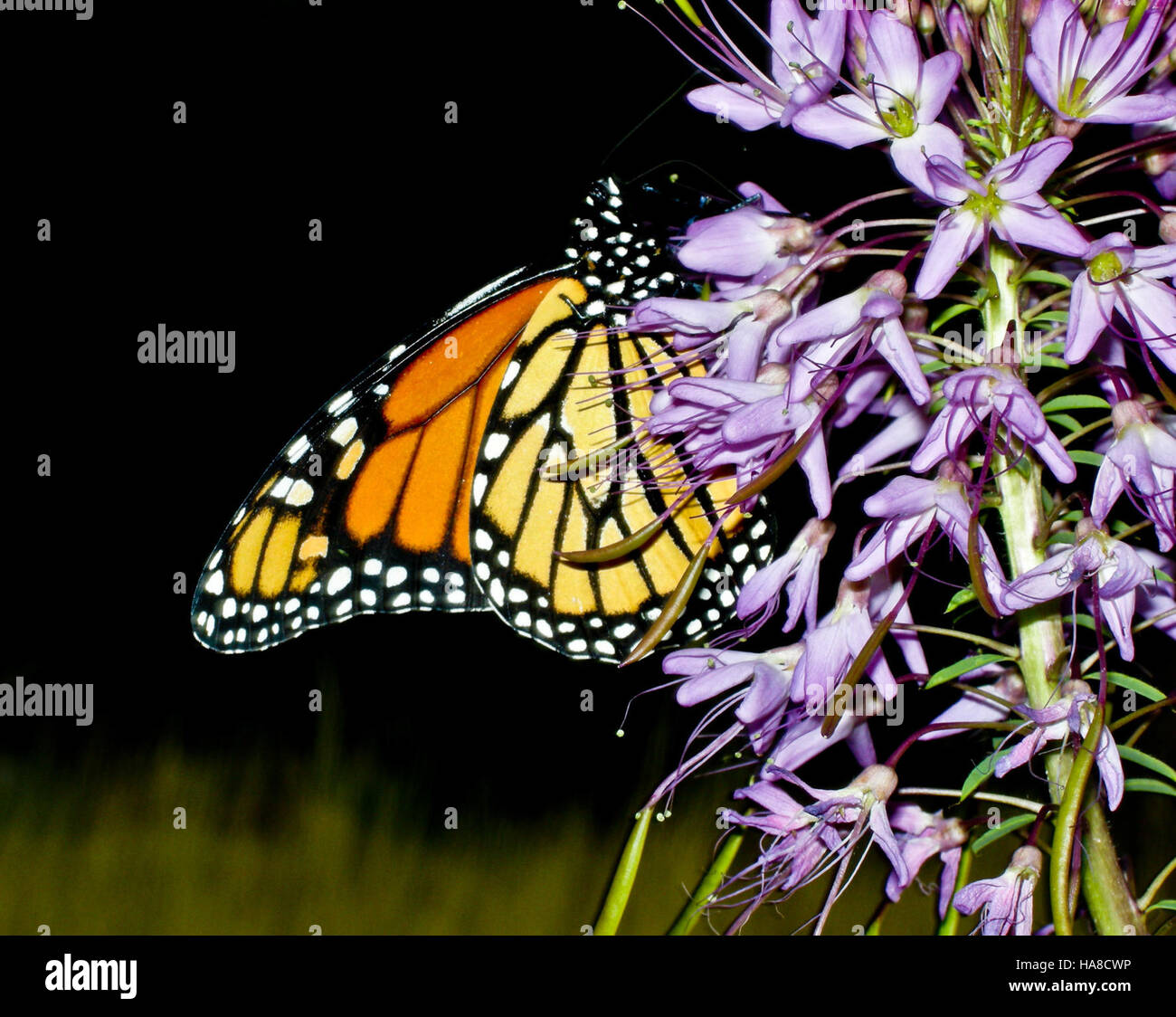 The Monarch Butterfly, seen in Montana National Park, highlights the ...