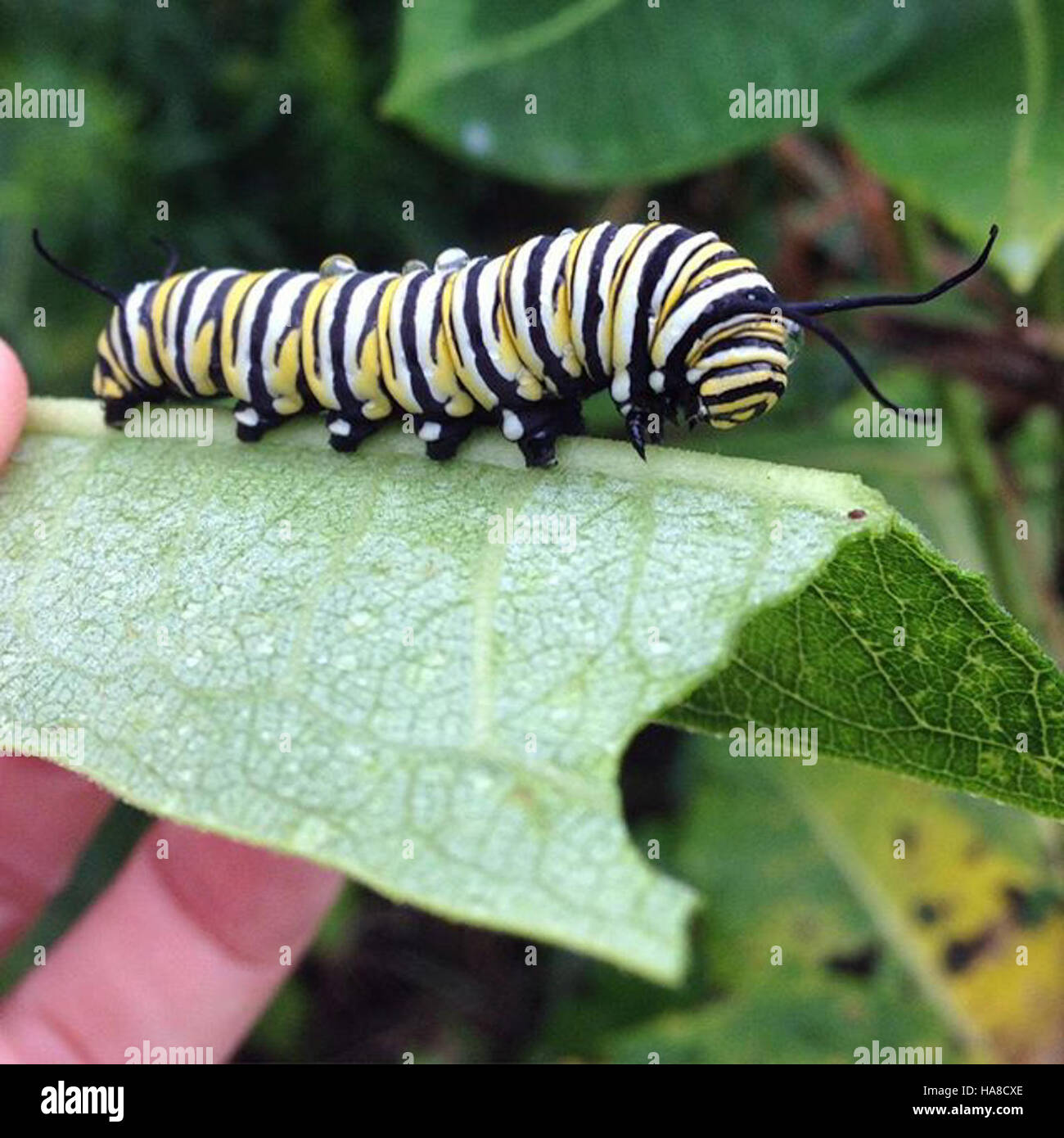 The Monarch Caterpillar, observed in Michigan’s national parks, is ...