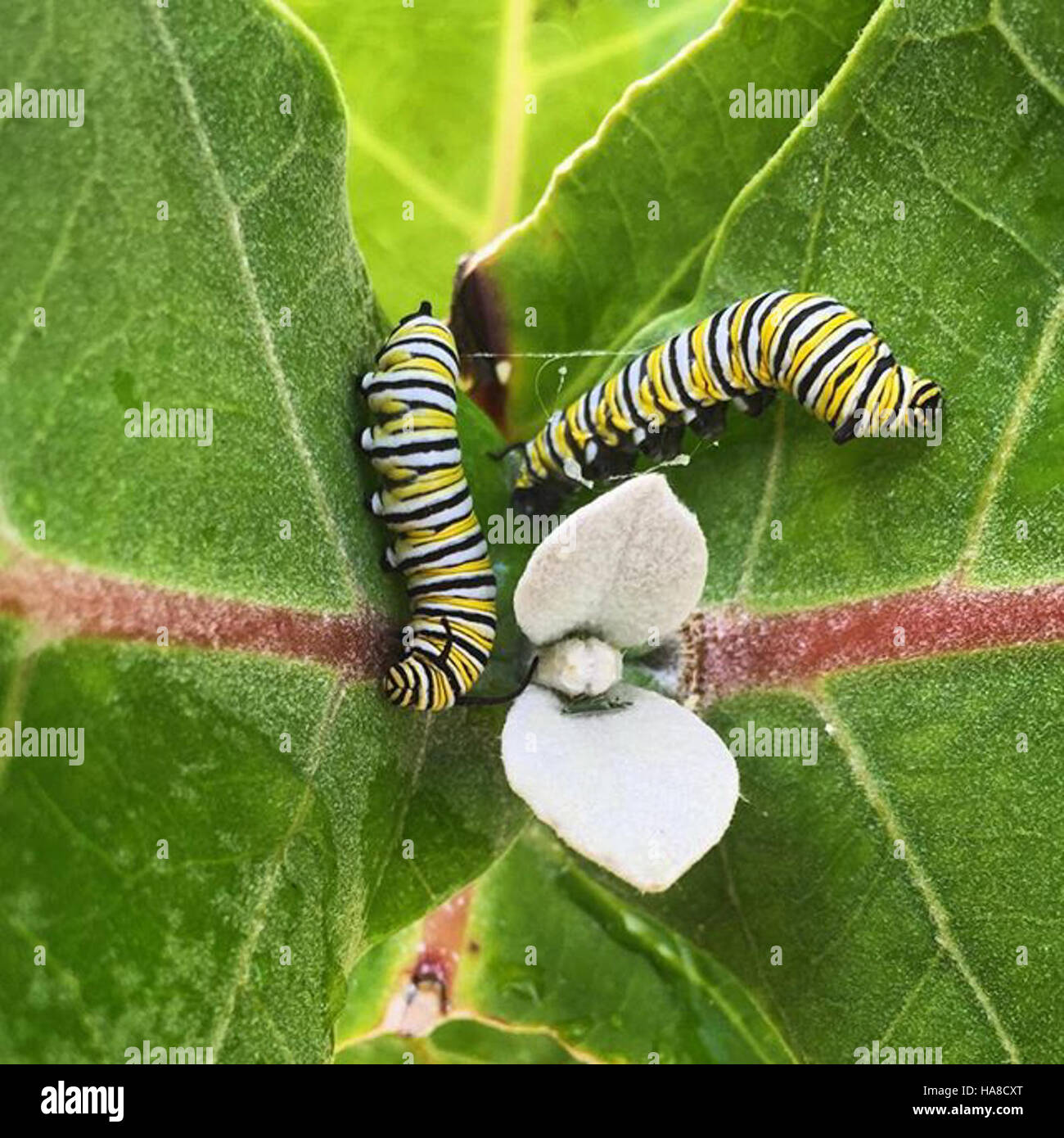 Monarch caterpillars are photographed in a national park, emphasizing ...