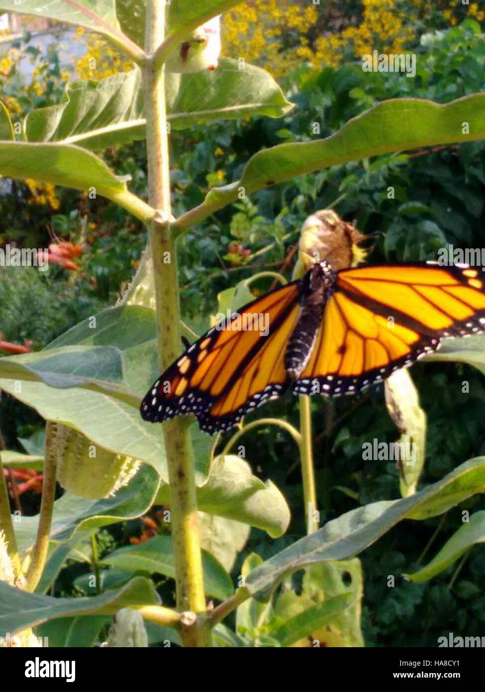 A Monarch butterfly photographed in Illinois, highlighting the species ...
