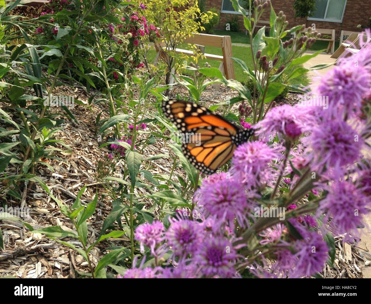 A Monarch Butterfly is spotted in a Minnesota National Park. This ...