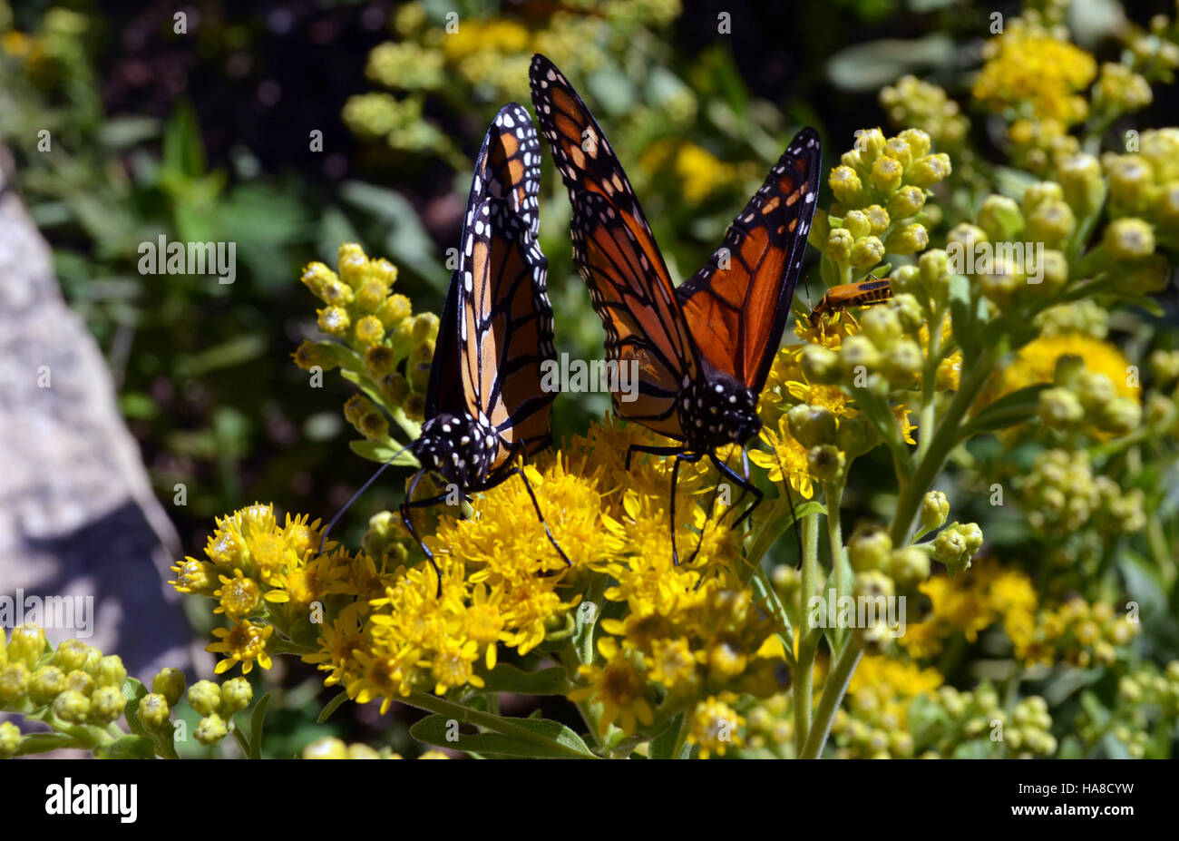 The 'Face Forward' initiative in a national park encourages visitors to engage directly with the ...