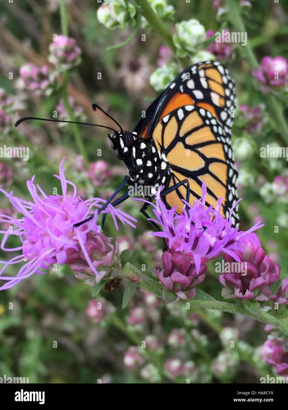 A Monarch butterfly flutters in Iowa's national park, showcasing the ...