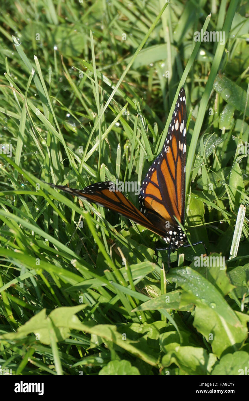 A monarch butterfly in Massachusetts National Park showcases the park's ...