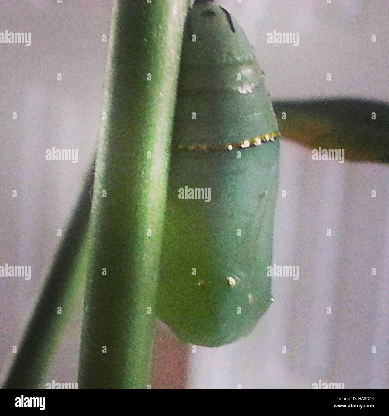 A Monarch Chrysalis observed in Texas, marking an important stage in ...