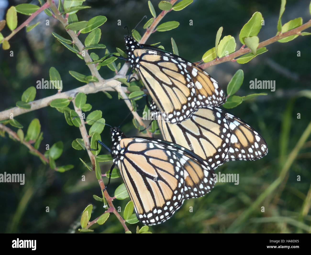 Monarch butterflies in Alabama's Monarch National Park, an important ...