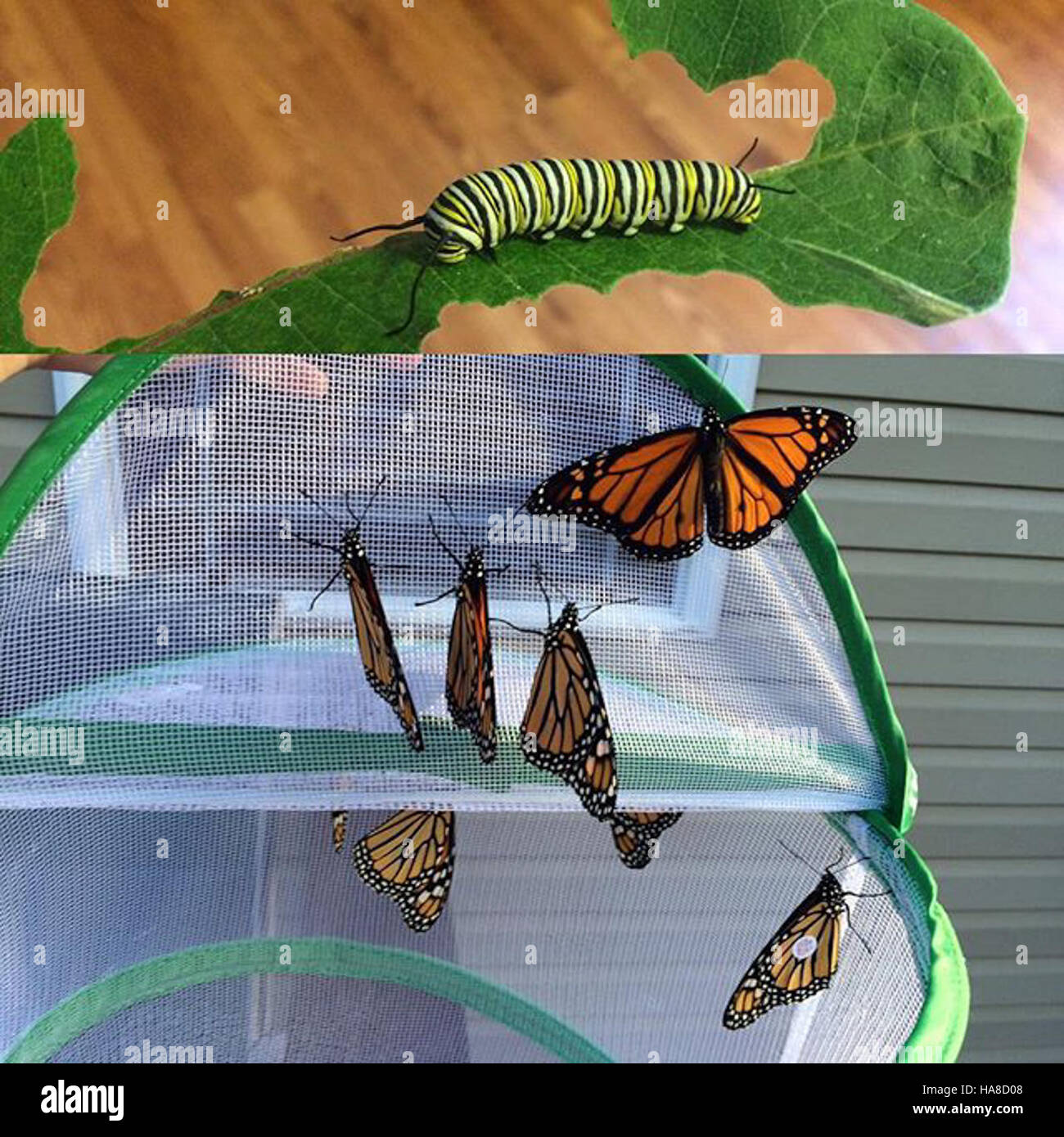 A photo of monarch caterpillars and butterflies within a Missouri ...