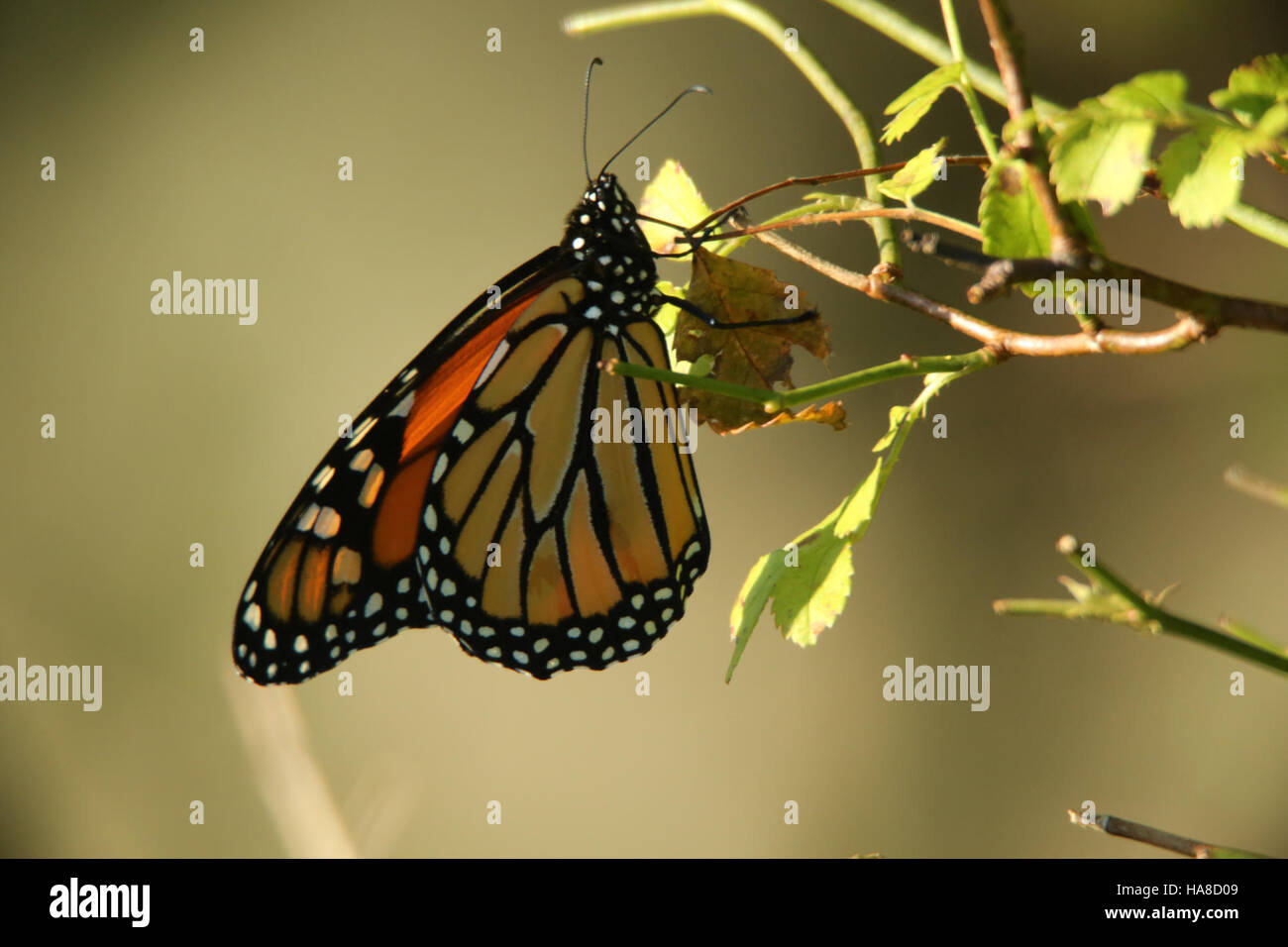The image captures a Monarch butterfly in its natural habitat at a ...