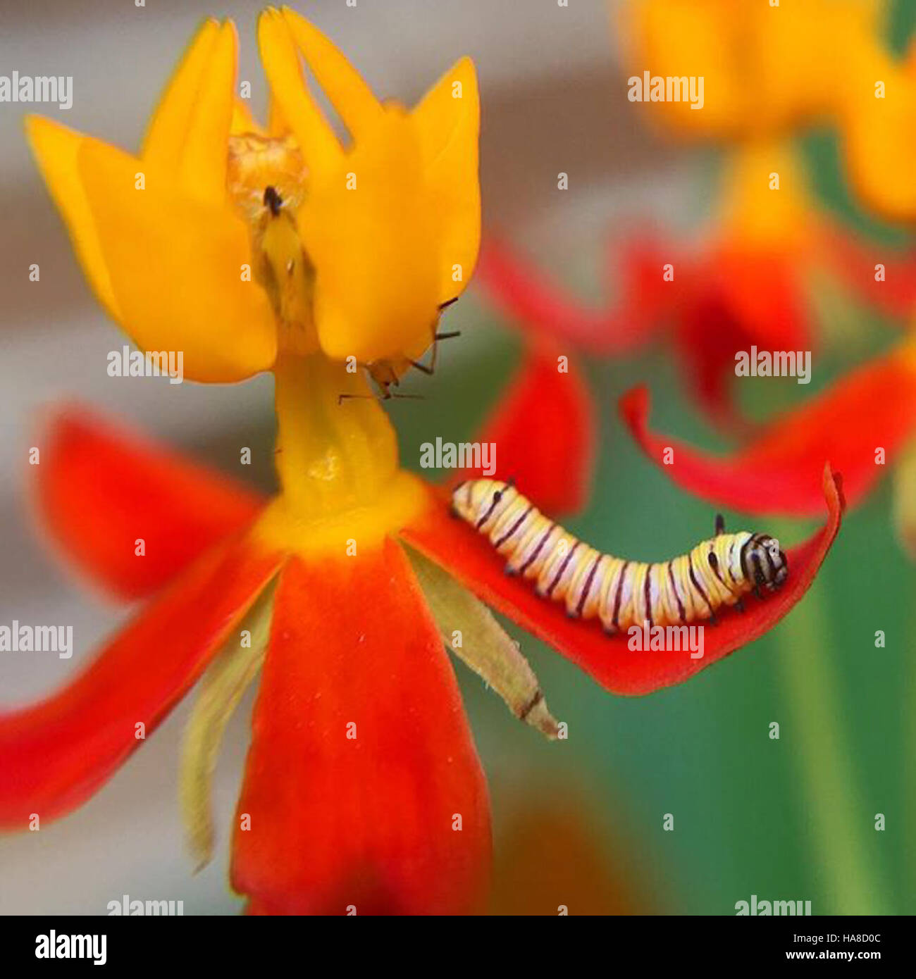 A Monarch caterpillar is spotted in a Texas national park, highlighting ...