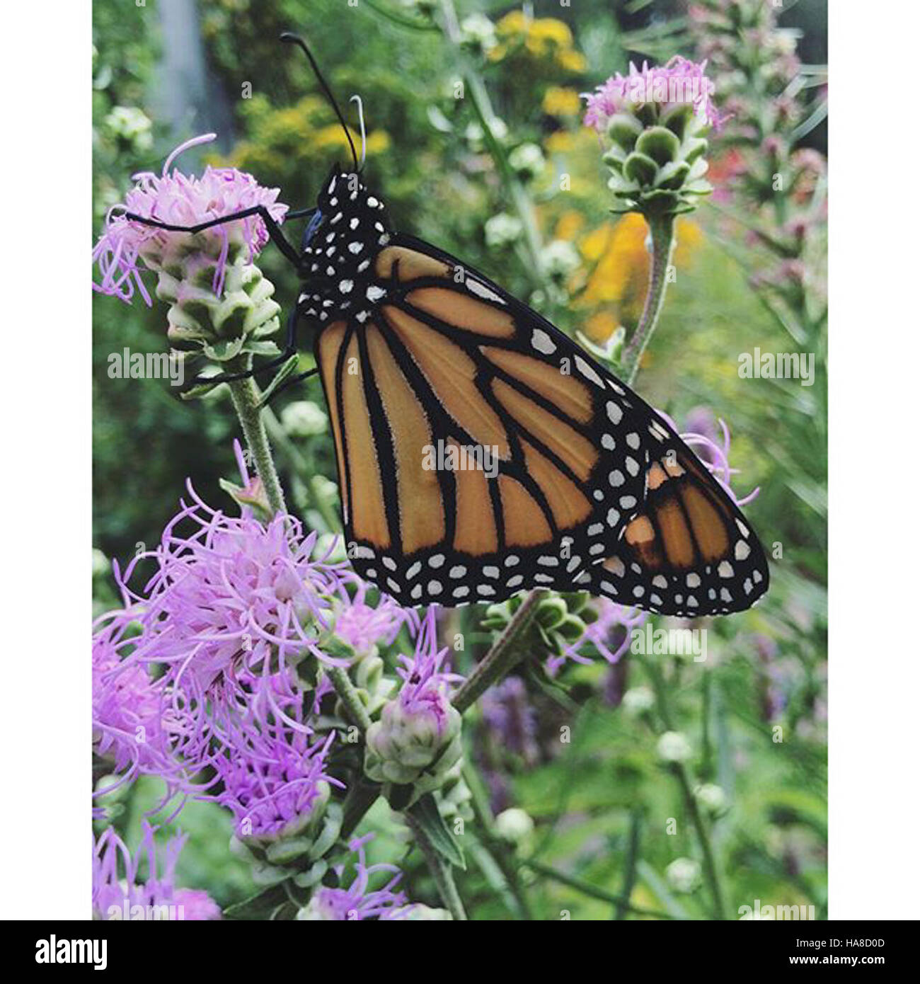 A Monarch Butterfly is spotted in Wisconsin's national parks during its ...