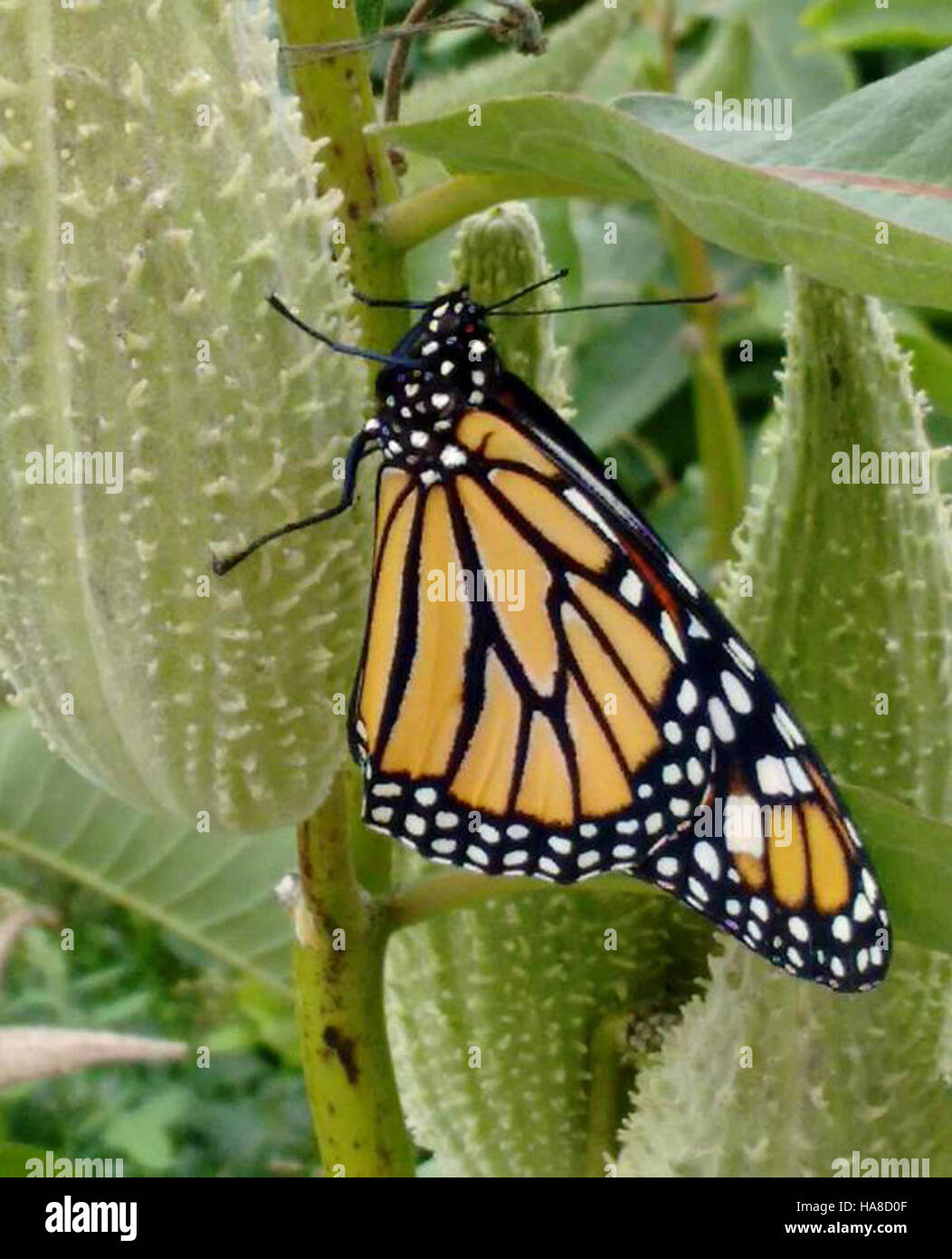 usfwsmidwest 21033665865 Monarch Butterfly in Illinois Stock Photo - Alamy