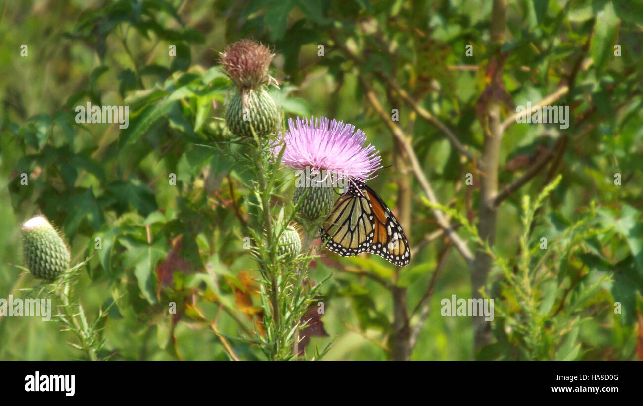 The monarch butterfly, a species reliant on specific habitats, is ...