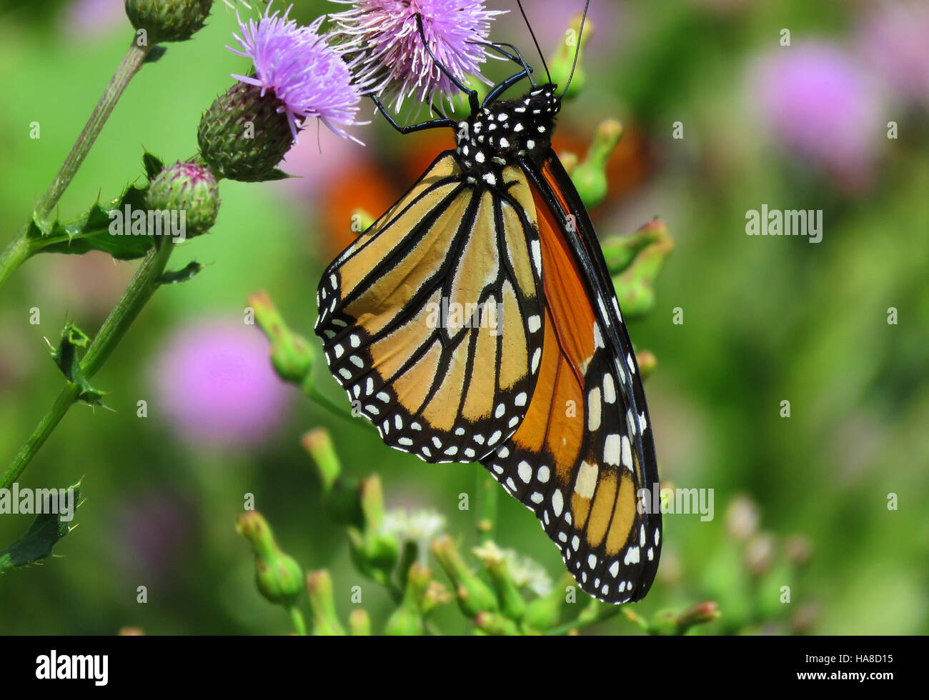 A Monarch butterfly is captured in Minnesota's national park, a key ...