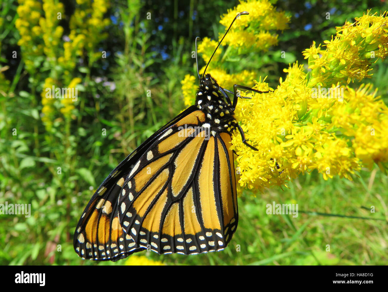 Monarch butterflies visit Minnesota national parks during their ...