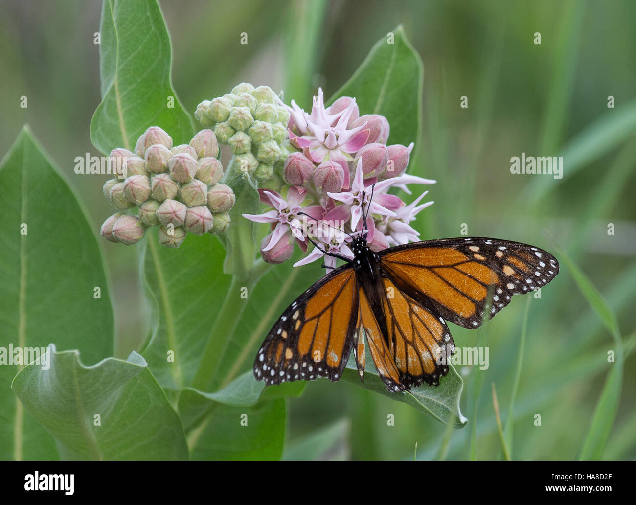 A Monarch butterfly is photographed in Washington National Park ...