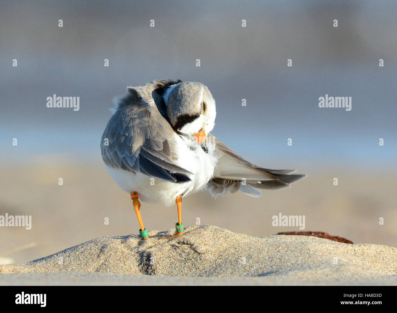 The image shows a Piping Plover, a protected species, in its natural ...