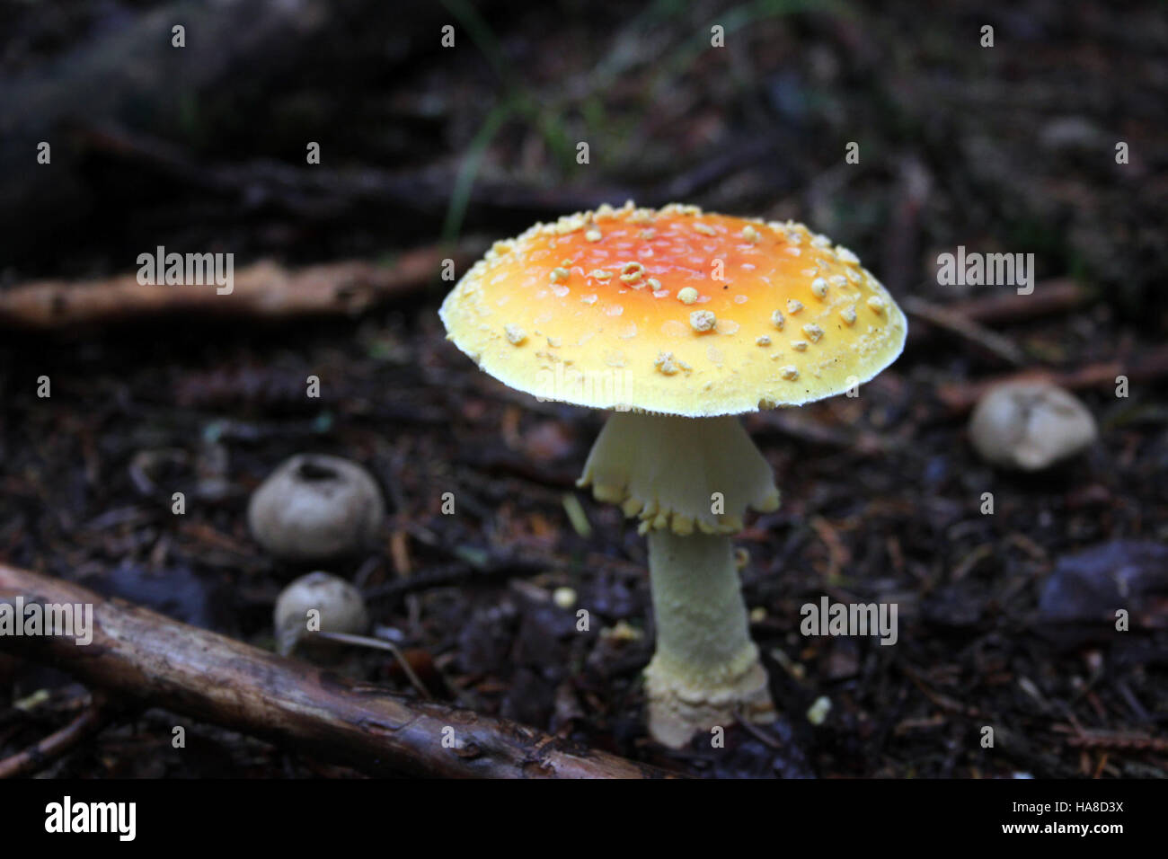 Fall Fungi in the Midwest National Park showcase a variety of fungi ...