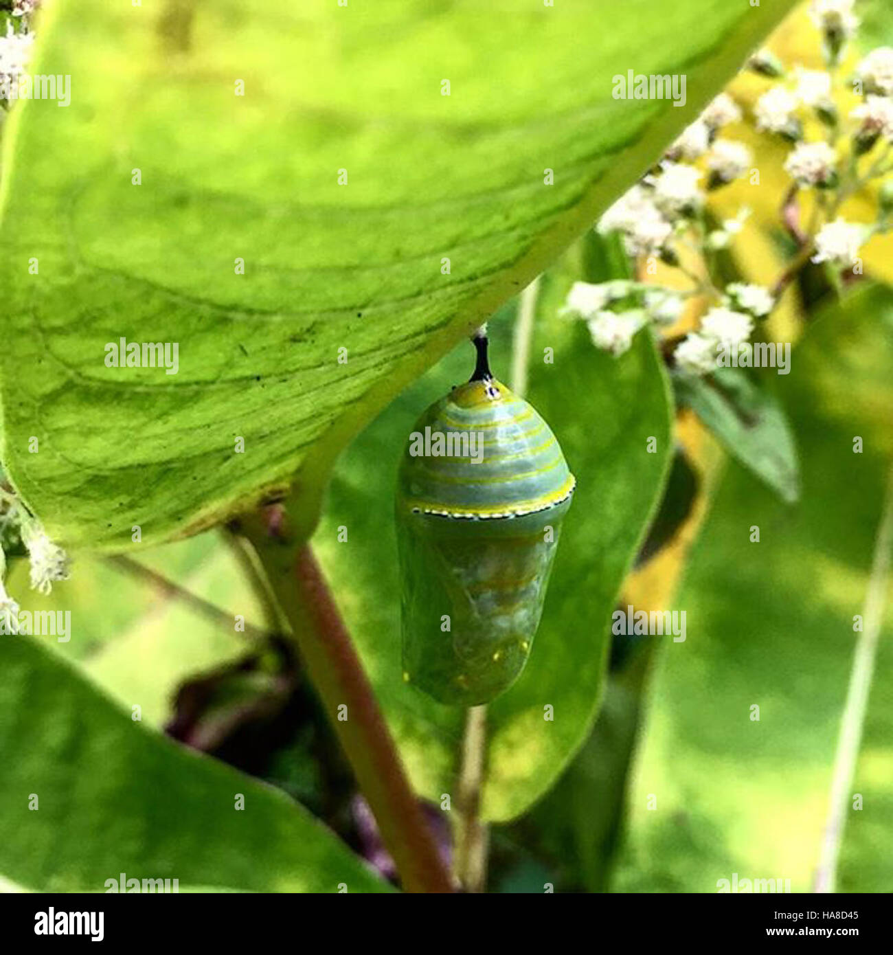 The monarch chrysalis, captured in a Pennsylvania national park, is a ...