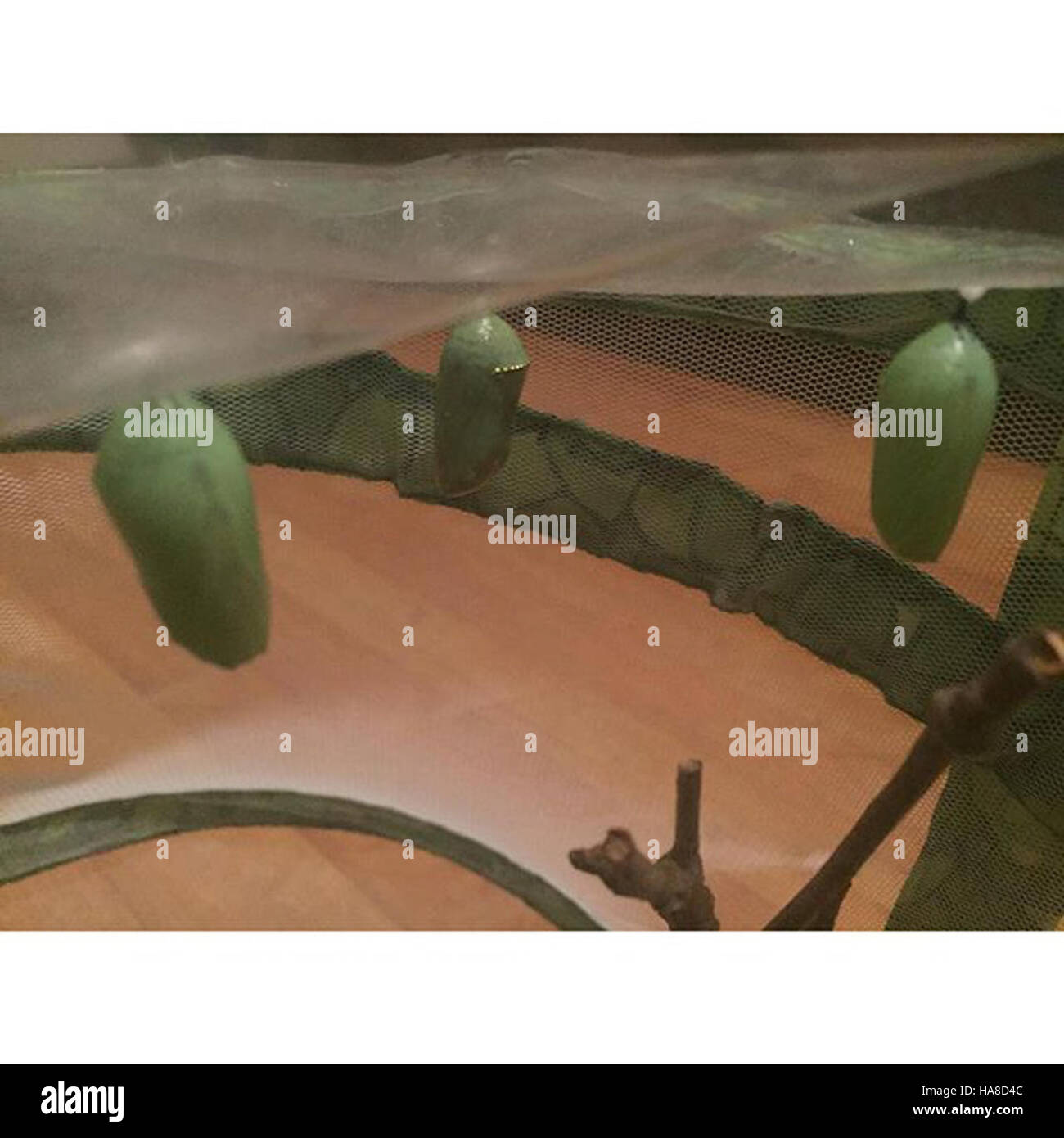 Monarch chrysalises in a national park represent the final stage of ...