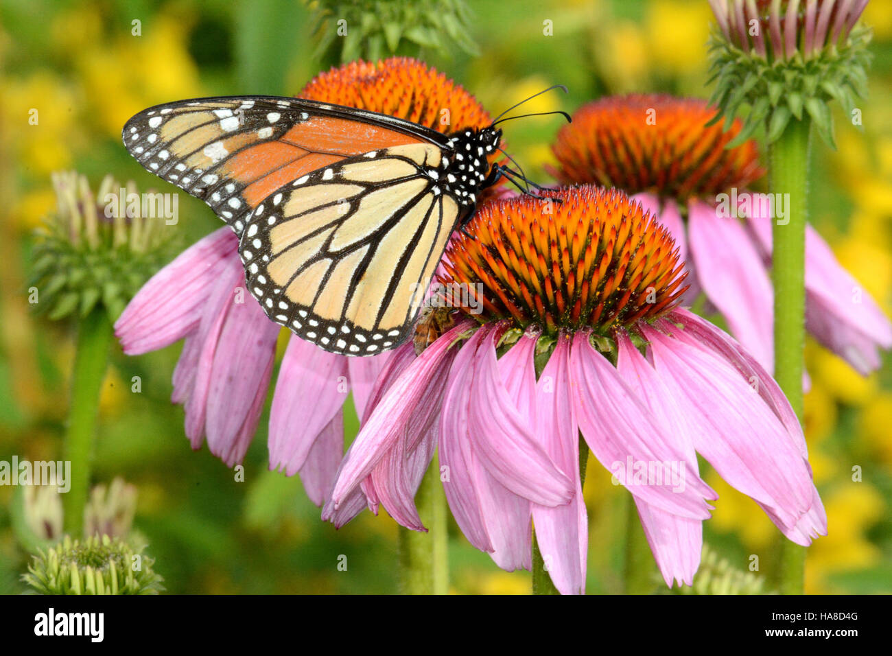 A Monarch Butterfly rests on a Purple Coneflower in Michigan’s national ...