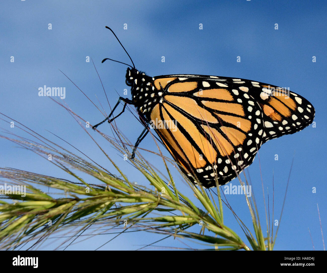 A Monarch butterfly rests on a foxtail plant in Michigan’s national ...