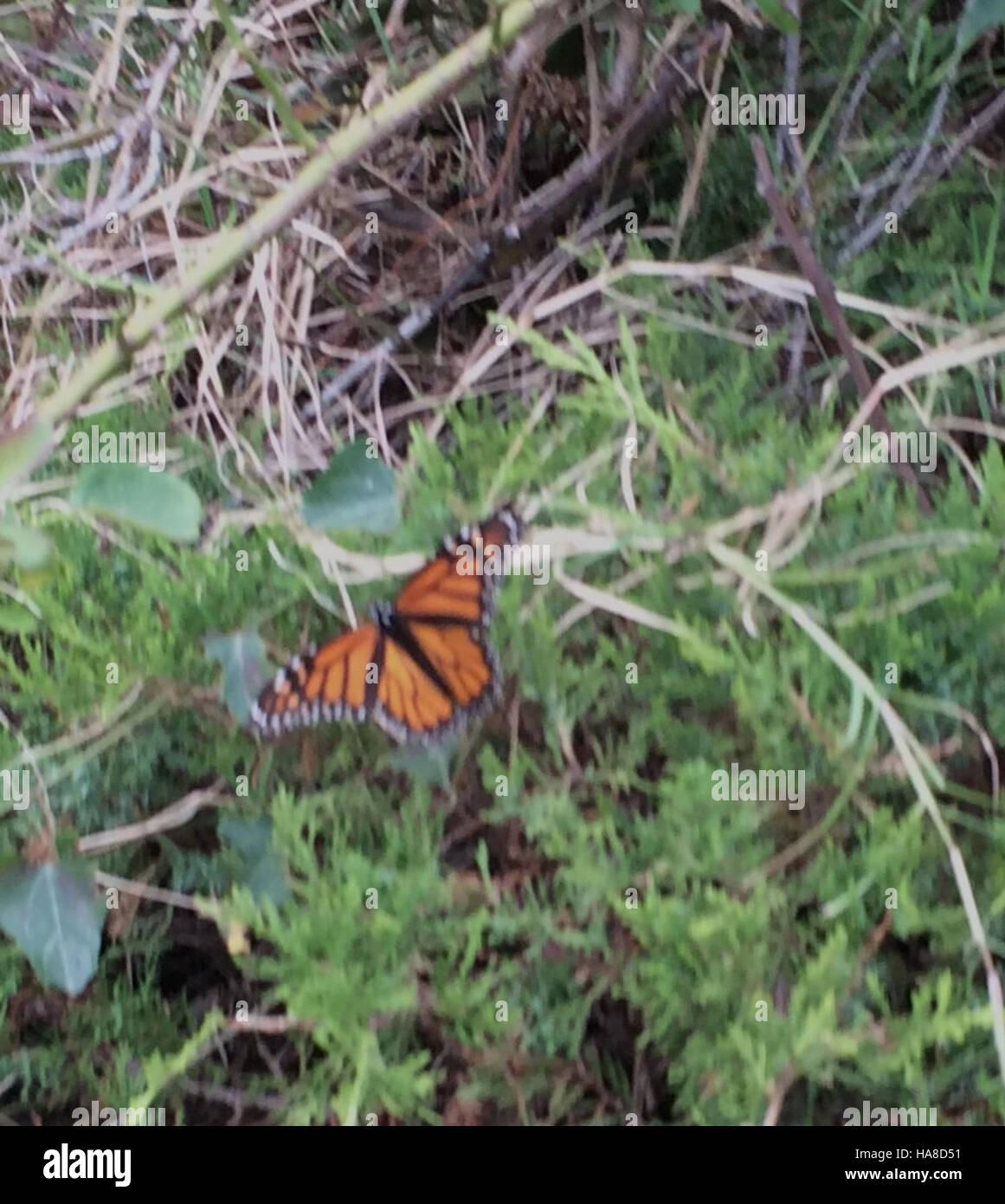 National butterfly of oklahoma hi-res stock photography and images - Alamy