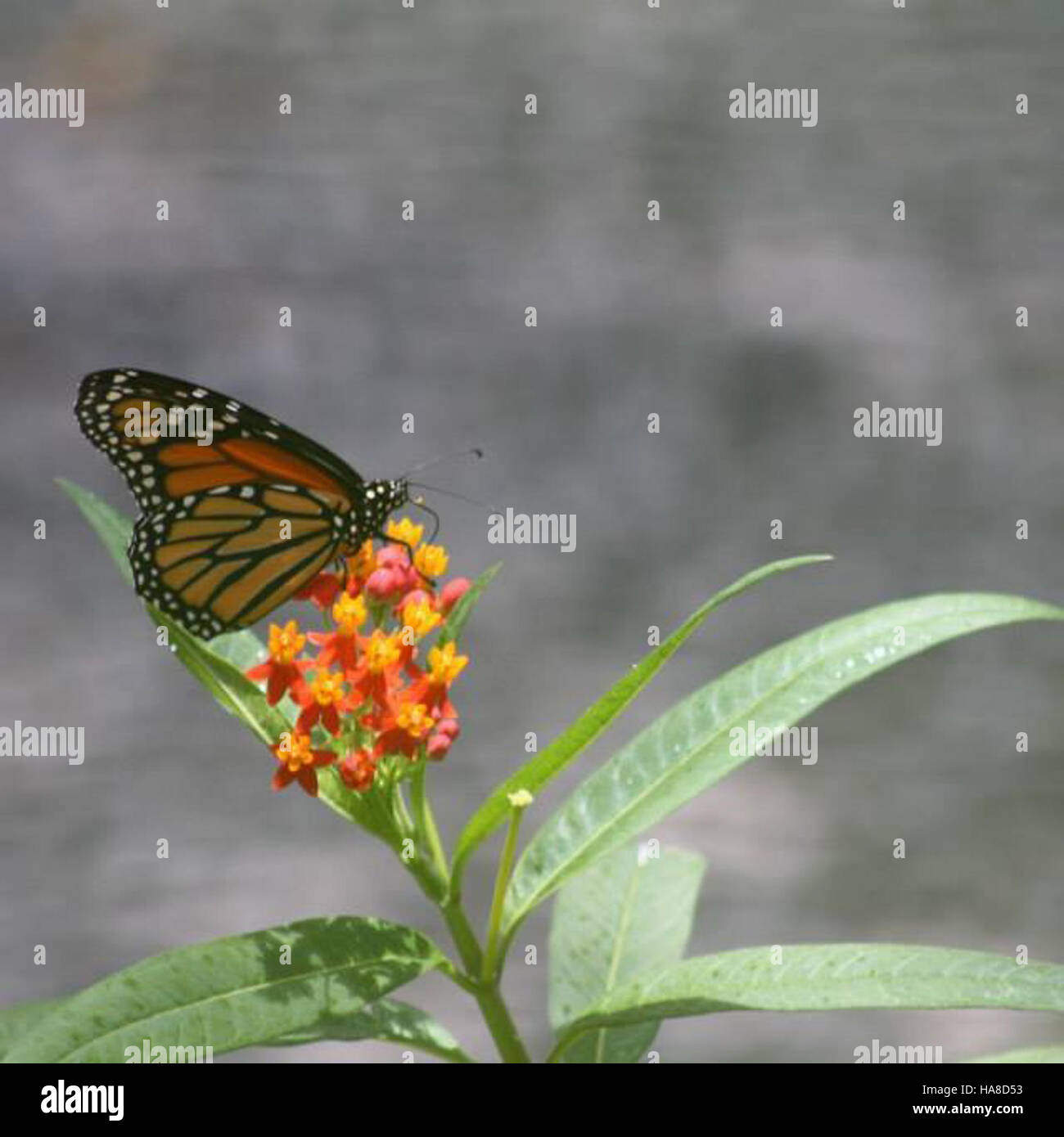 A Monarch Butterfly is pictured in its natural habitat in Florida ...