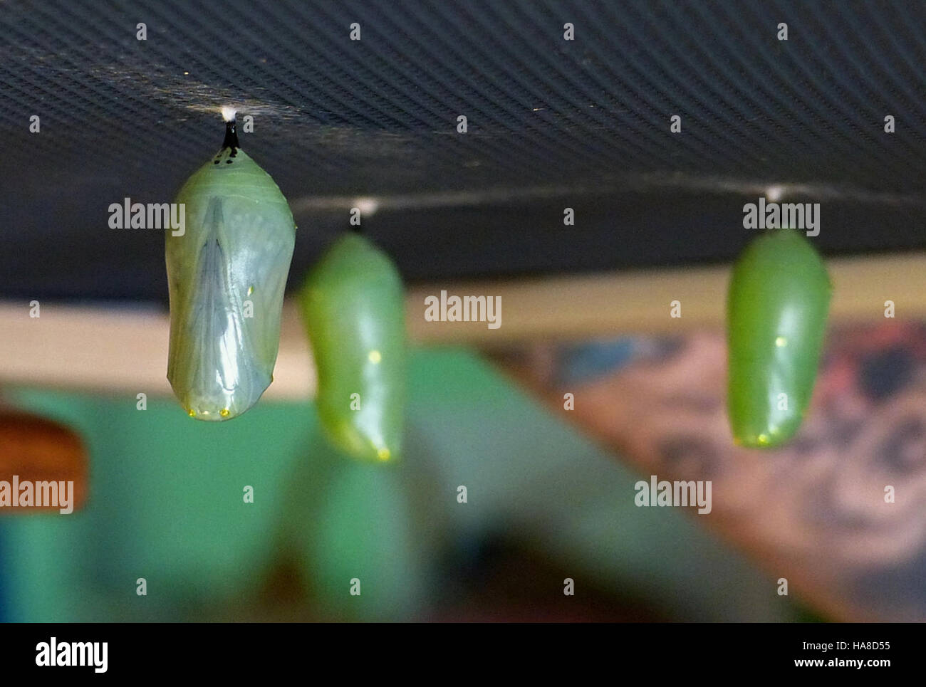 The Monarch butterfly chrysalises in Indiana National Park mark a key ...