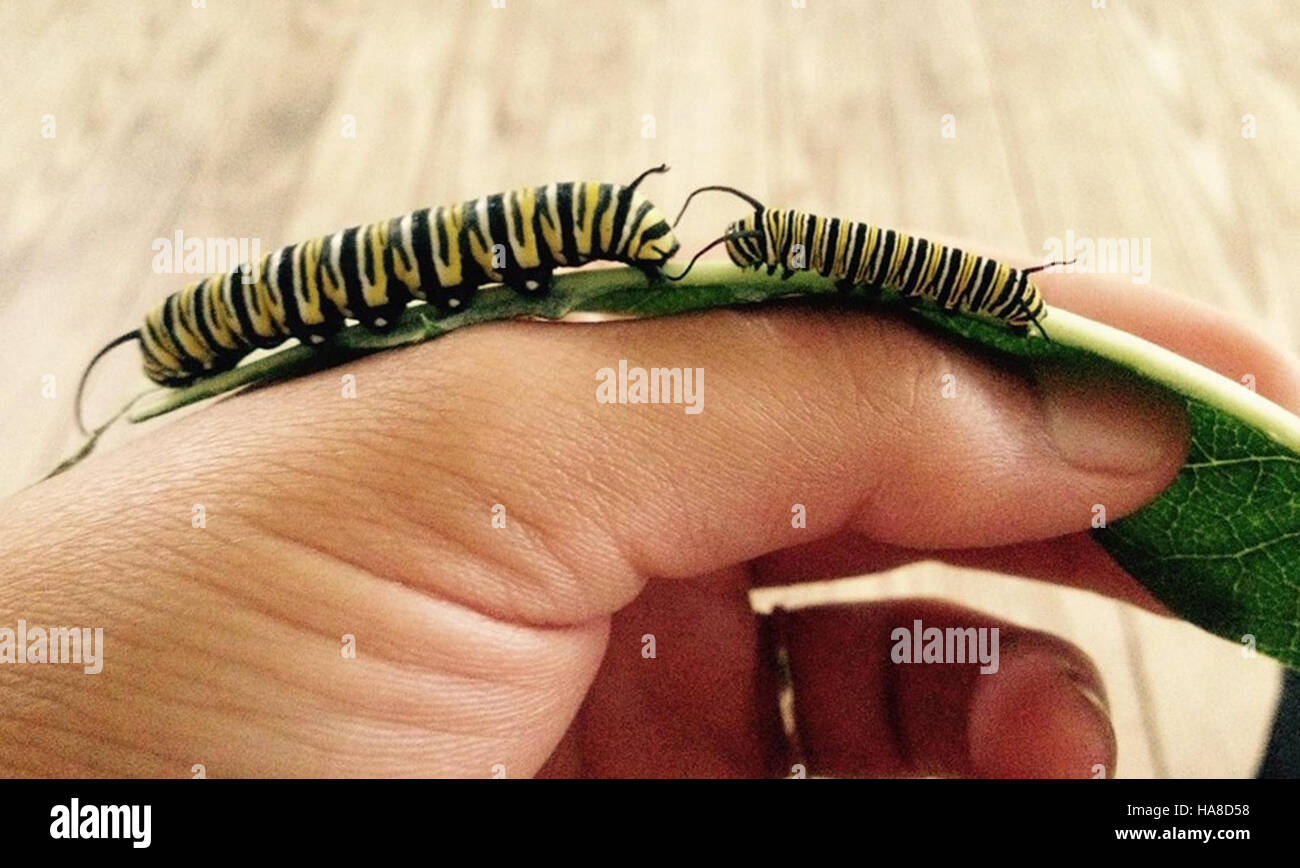 Monarch caterpillars are observed in Tennessee’s National Parks ...