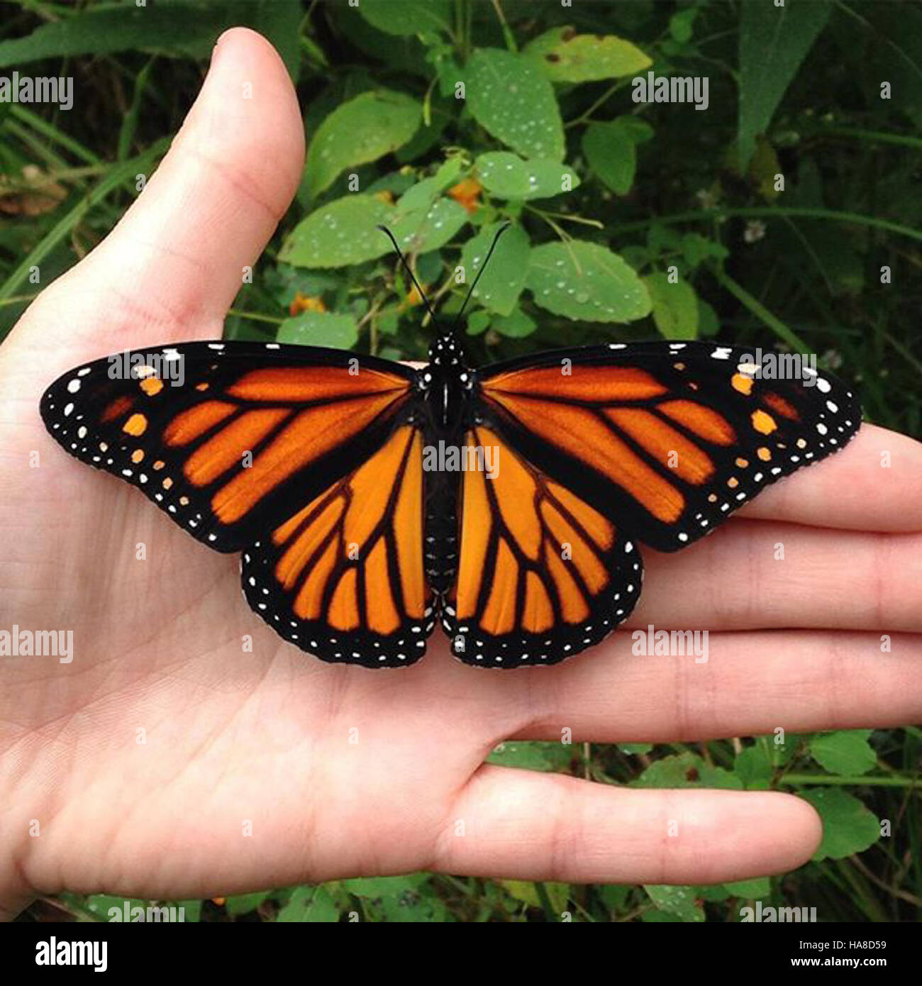Monarch butterflies are spotted in a National Park, highlighting the ...