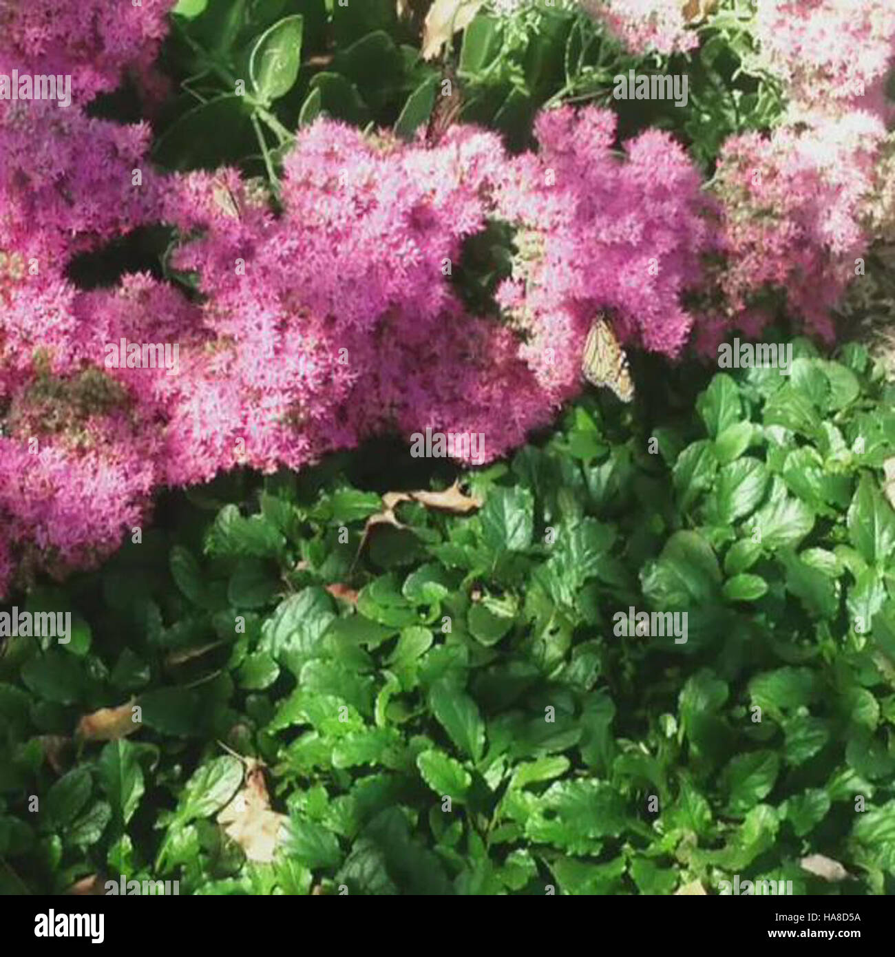 The Monarch Butterfly is a migratory species that visits Nebraska's ...