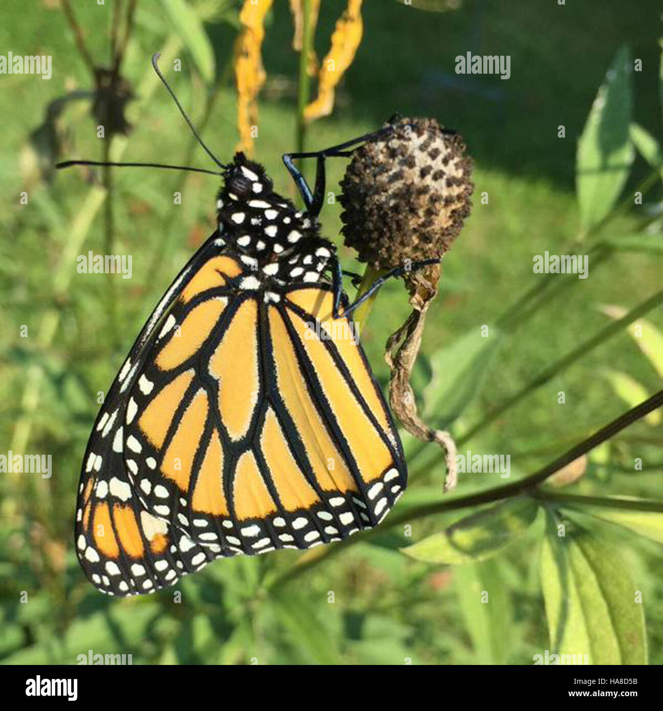 A Monarch butterfly seen in Ohio's National Park, representing the ...