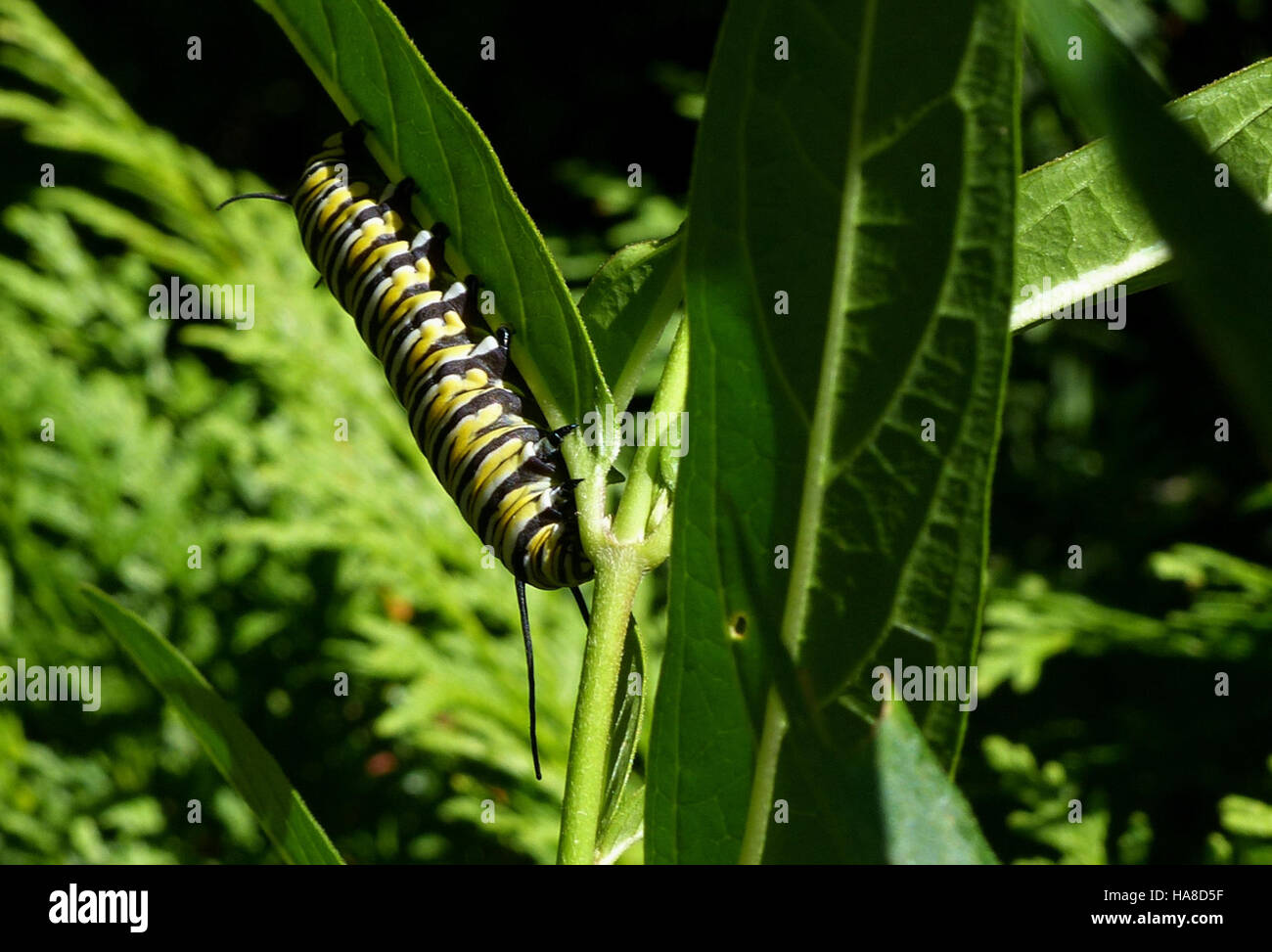 A Monarch caterpillar is observed feeding on milkweed in Indiana's ...