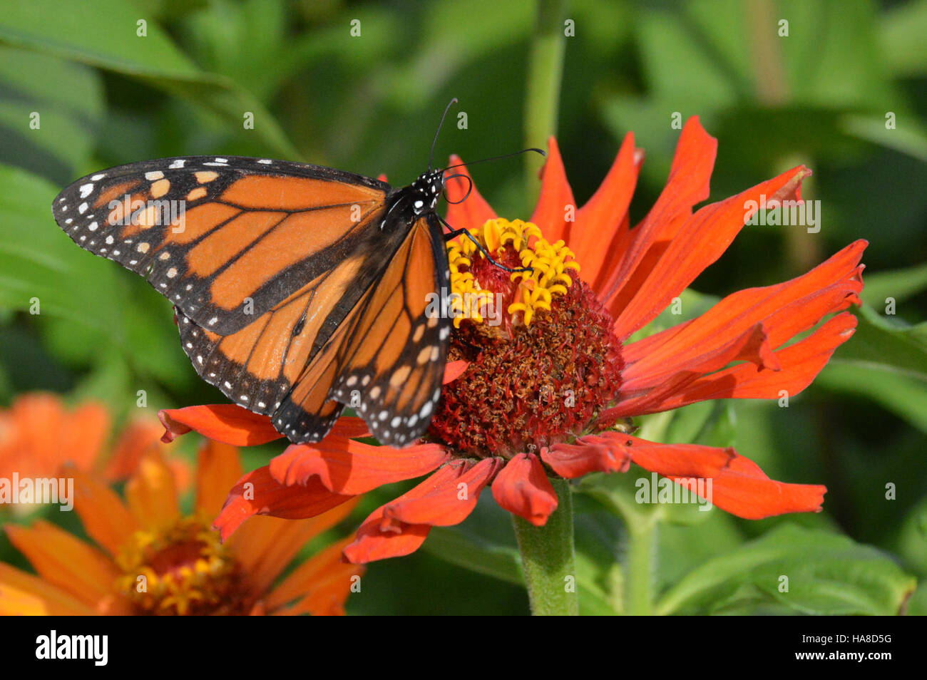 A monarch butterfly is spotted in Connecticut's national park ...