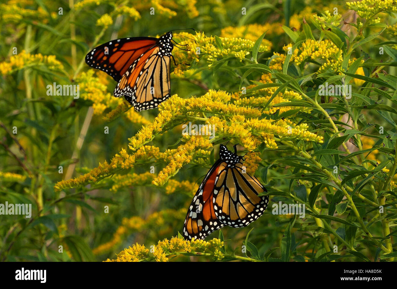 Monarch butterflies, known for their long migrations, are seen in ...