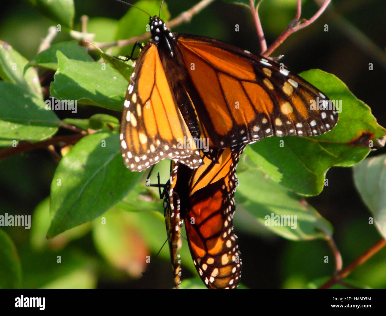 Monarch butterflies, during their annual migration, are spotted in ...