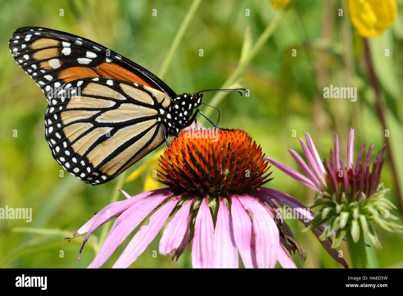 A Monarch Butterfly rests on a Purple Coneflower in Michigan’s National ...