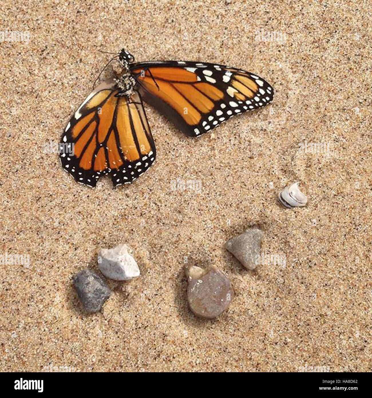 The Monarch Butterfly, a key species in Michigan's national parks, is ...