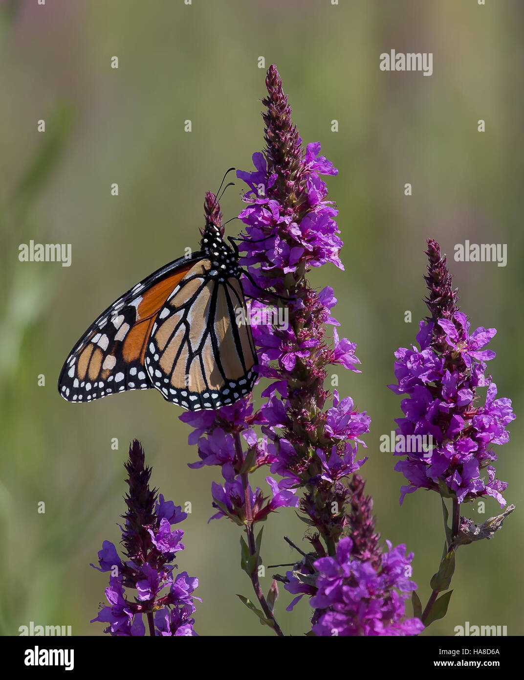 A Monarch butterfly in flight at Washington National Park, illustrating ...