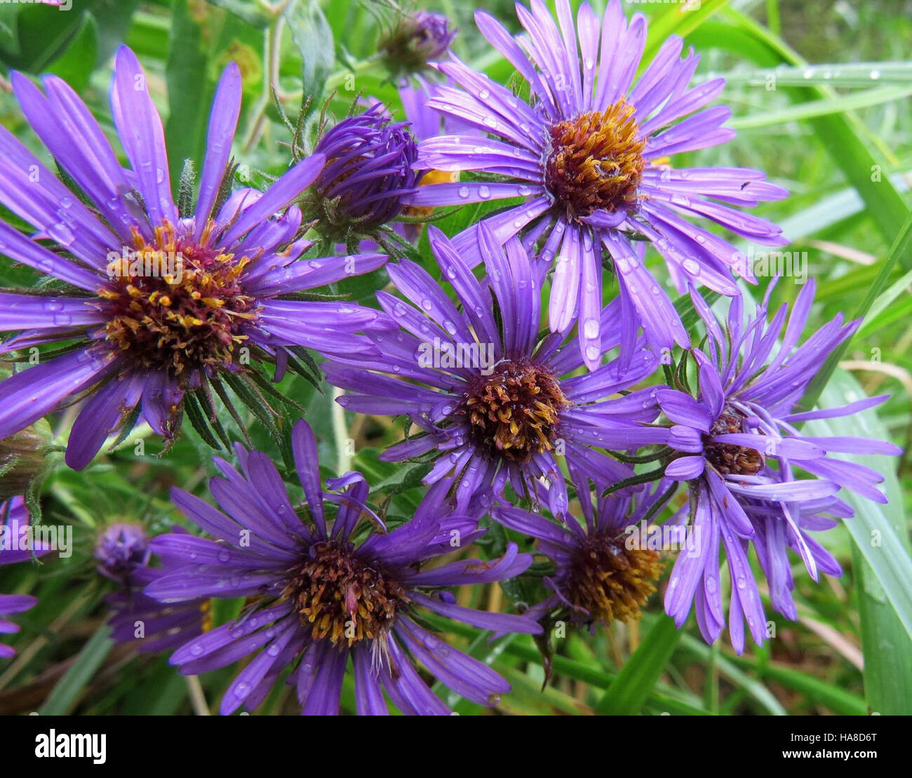 The New England Aster, a wildflower found in National Parks, is a key ...