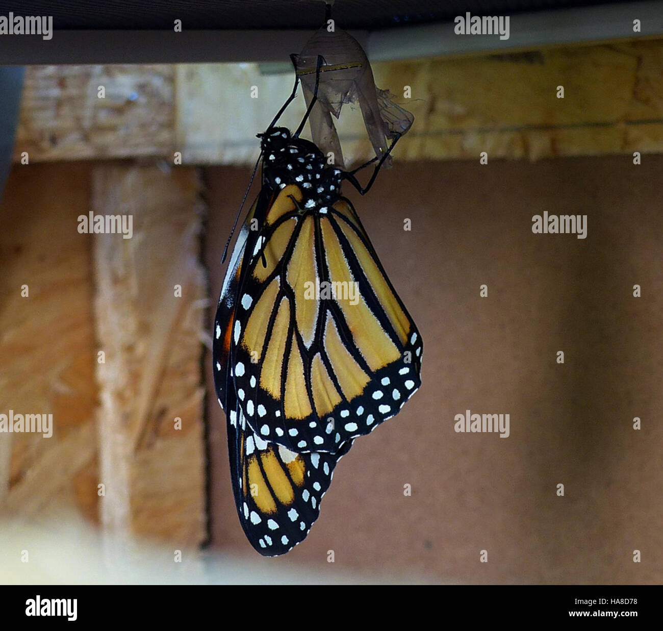 A Monarch Butterfly in Indiana, showcasing the species' migration ...