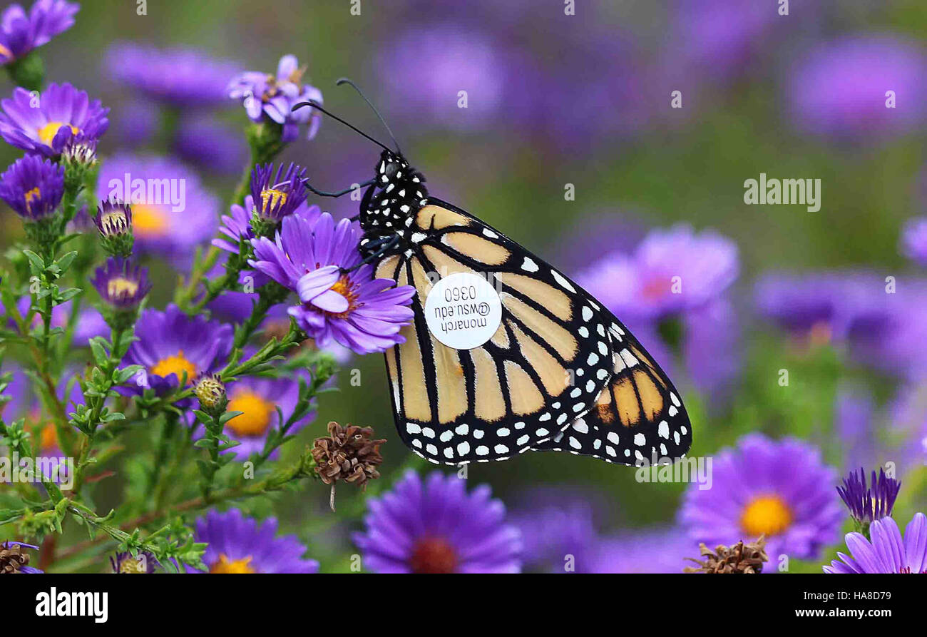 Monarch butterflies are a key species in Washington National Park ...