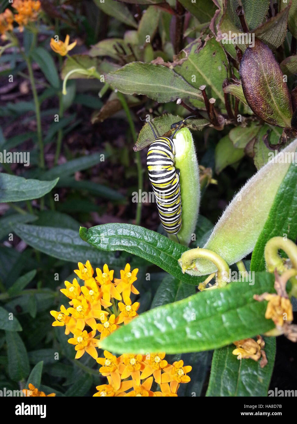 A Monarch caterpillar is observed in Wisconsin, showcasing the region's ...